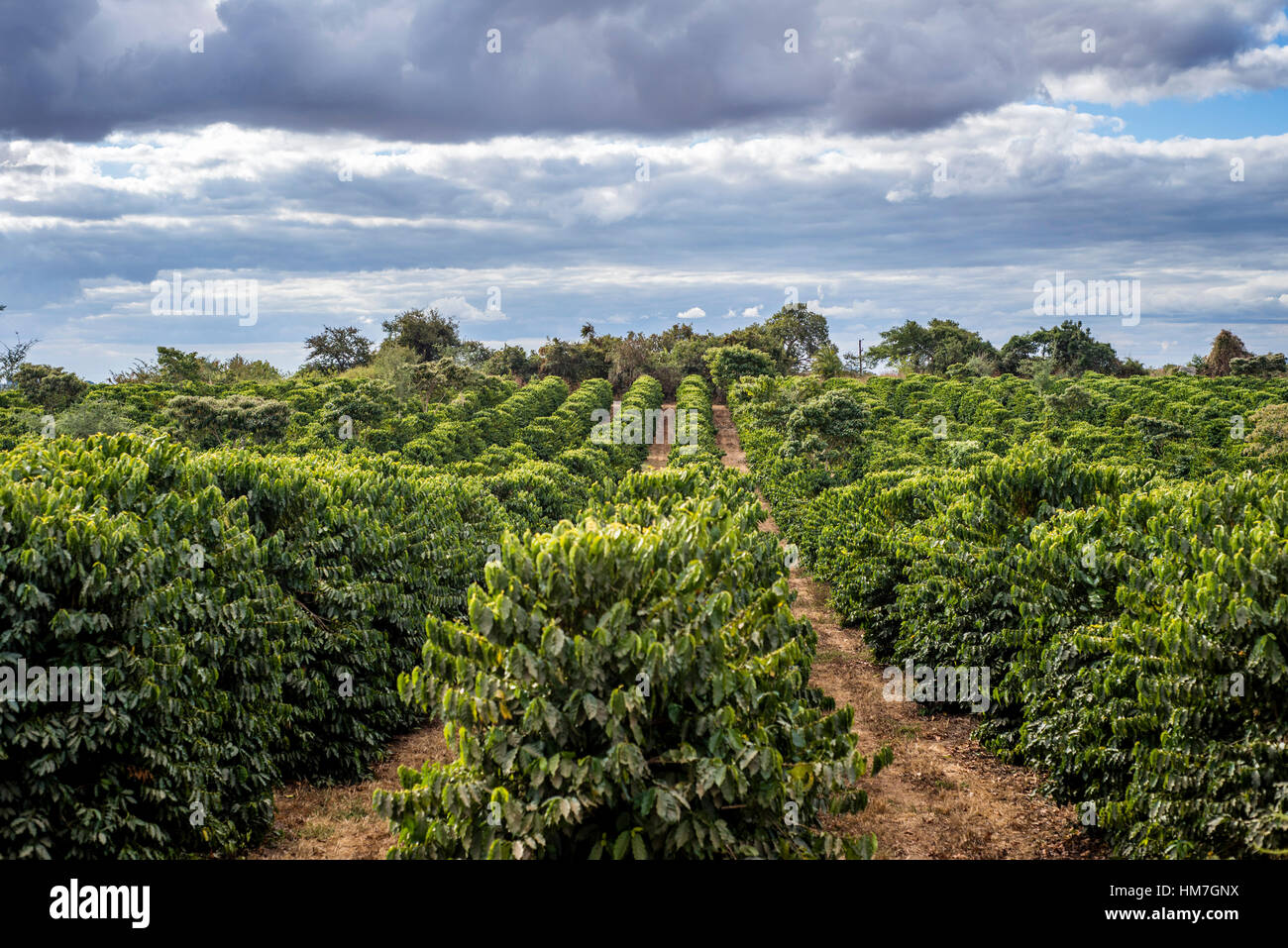 The landscape of Mubuyu Farm, Zambia Stock Photo - Alamy