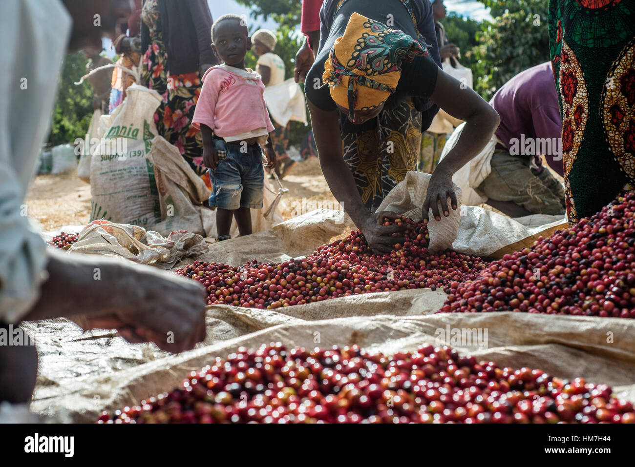 Manual Coffee Sorting High Resolution Stock Photography and Images - Alamy