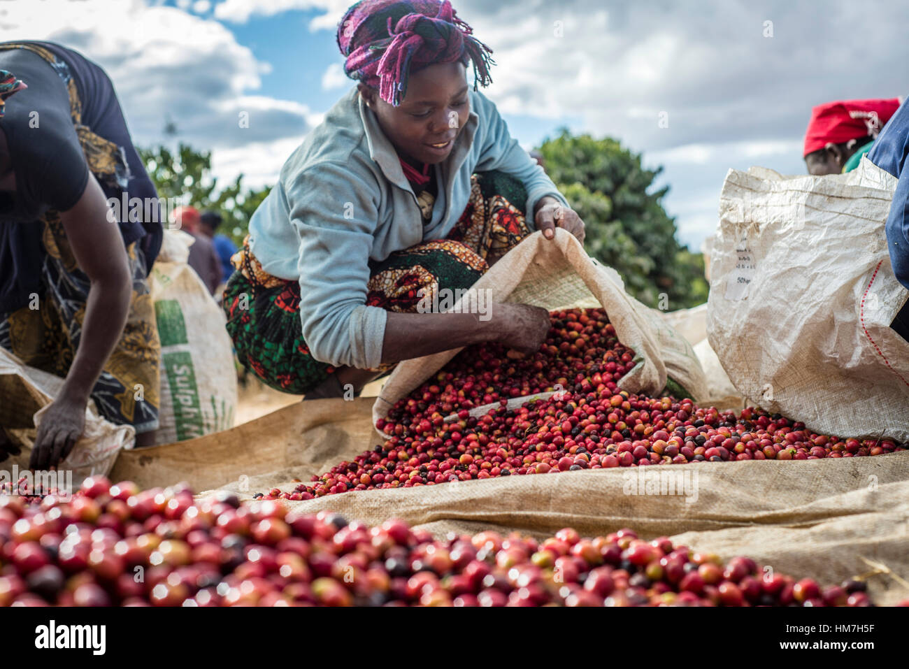 Africa coffee bean sorting hi-res stock photography and images - Alamy