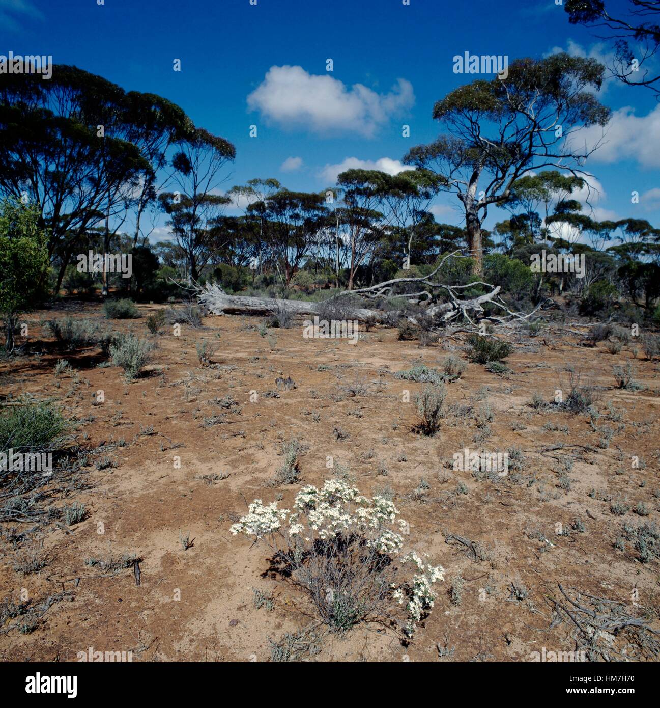 Barren landscape with trees in the background, Queensland, Australia ...