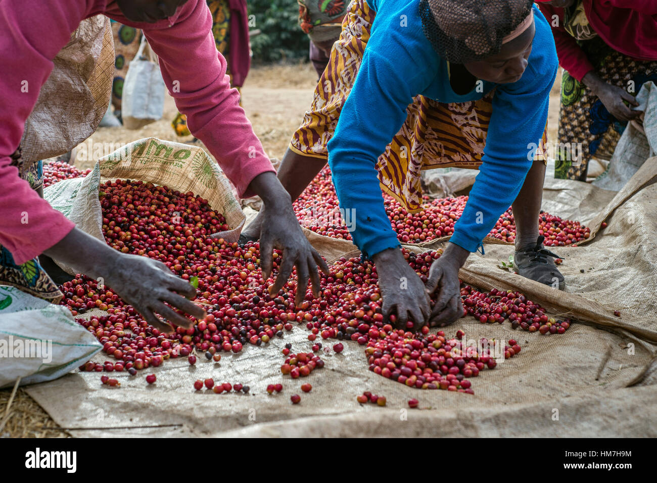 Manual Coffee Sorting High Resolution Stock Photography and Images - Alamy
