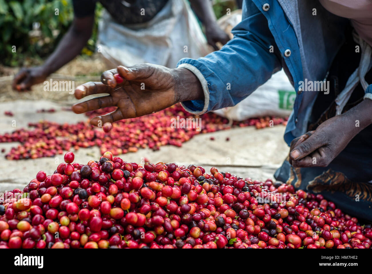 Manual Coffee Sorting High Resolution Stock Photography and Images - Alamy