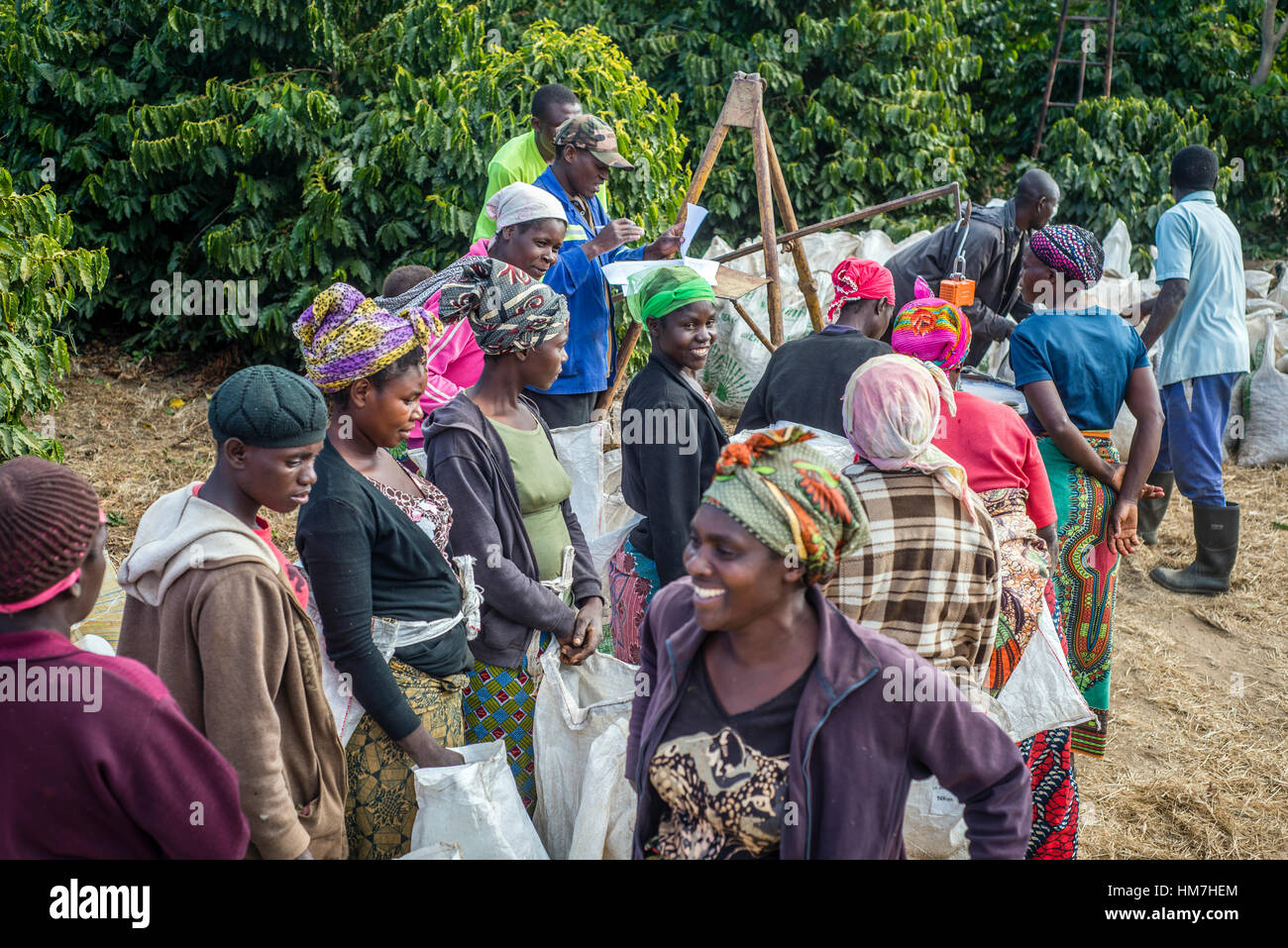 Coffee pickers weighs bags with their daily harvest of coffee cherries ...