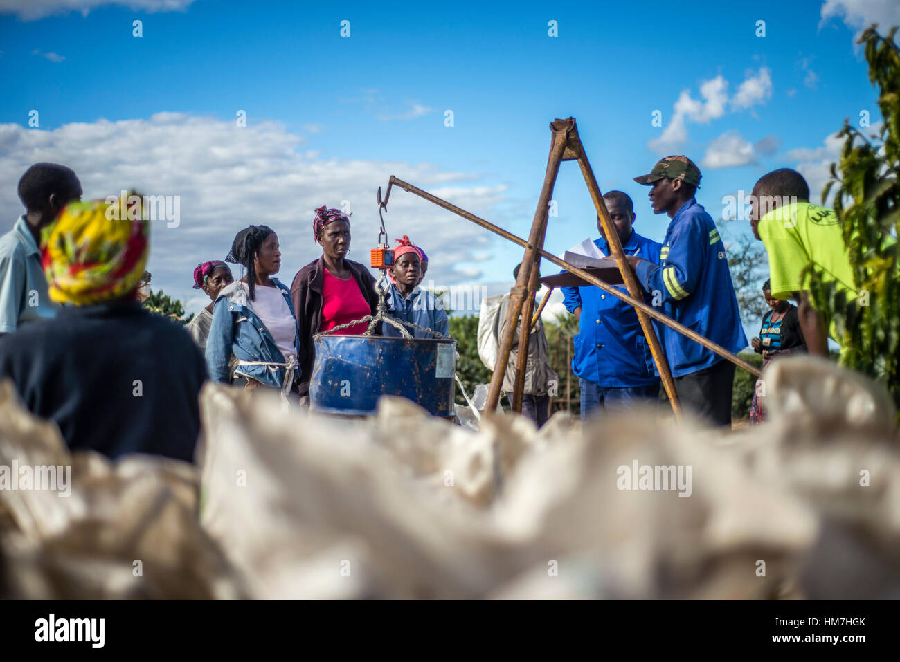 Coffee pickers weighs bags with their daily harvest of coffee cherries ...