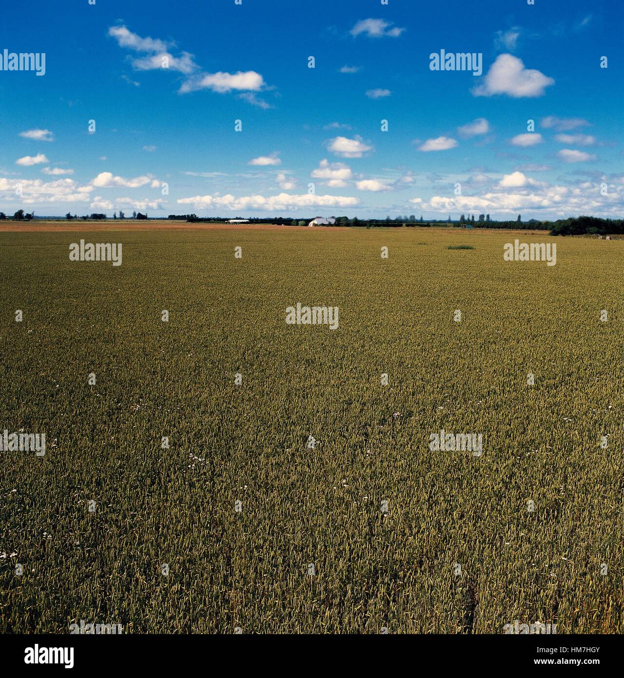 Wheat field on Canterbury plain, South island, New Zealand Stock Photo ...
