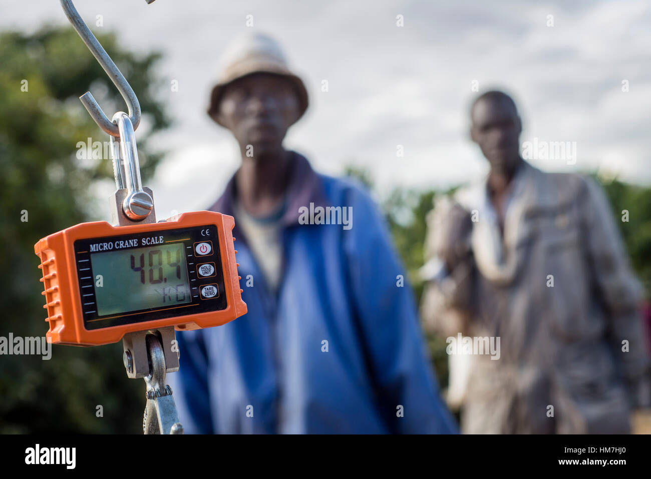 Coffee pickers weighs bags with their daily harvest of coffee cherries ...