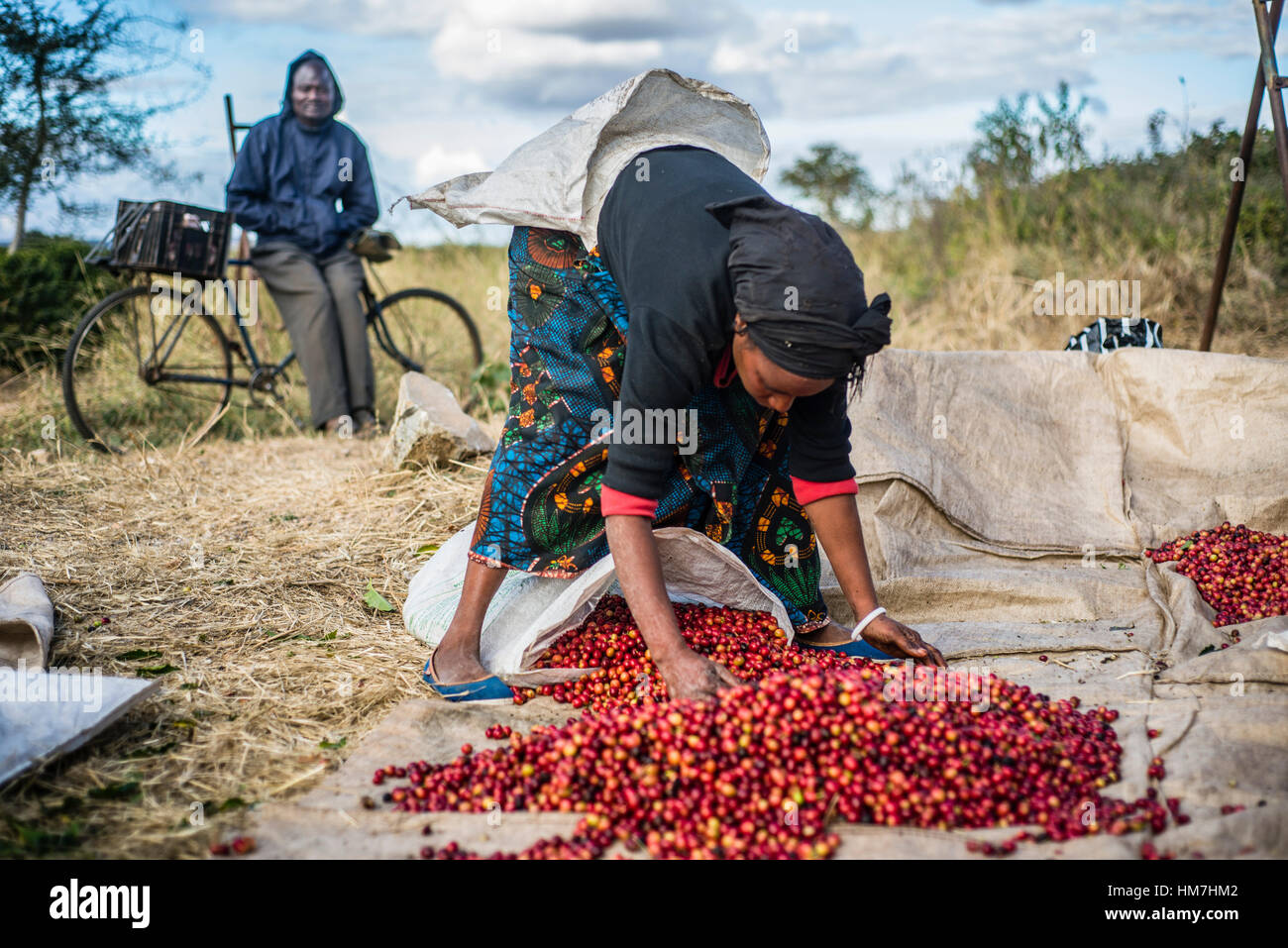 Manual Coffee Sorting High Resolution Stock Photography and Images - Alamy