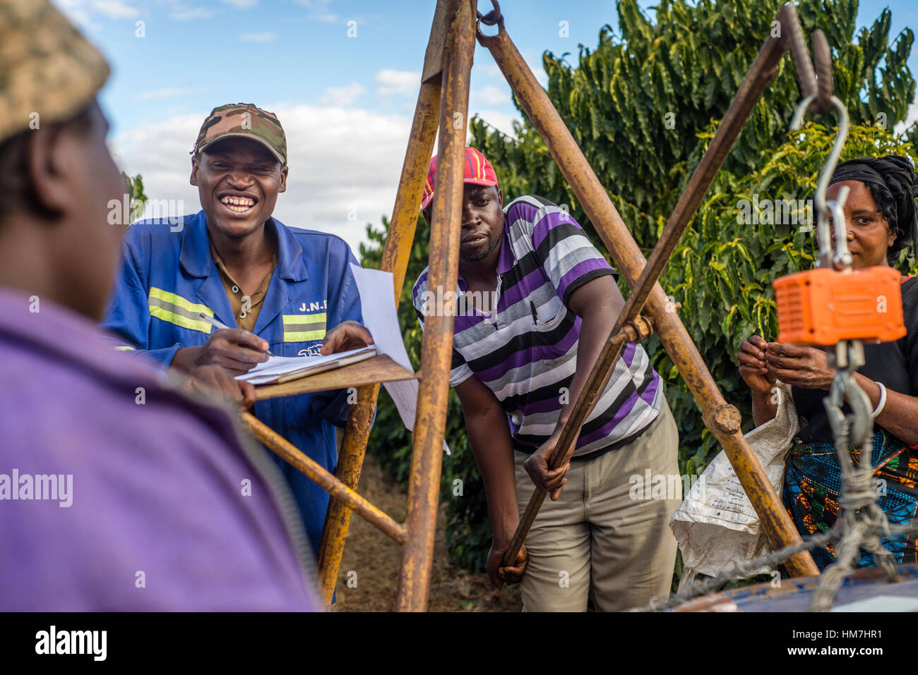 Coffee pickers weighs bags with their daily harvest of coffee cherries ...