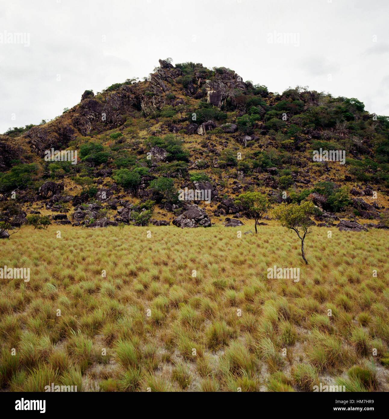 Clumps of vegetation and hilly relief, Las Galeras de Cinaruco, Apure ...
