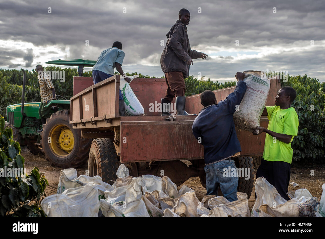A track comes for loading bags with the daily harvest of coffee ...