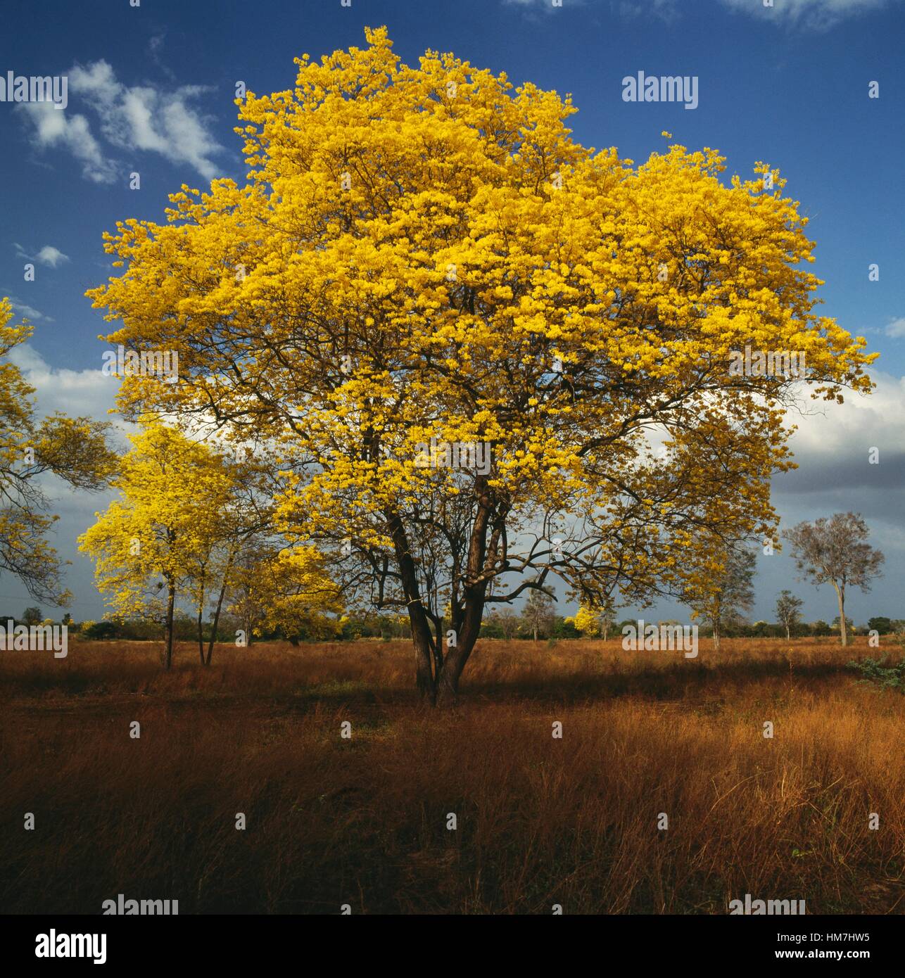 Flowering araguaney tree (Tabebuia chrysantha), Zulia, Venezuela Stock ...