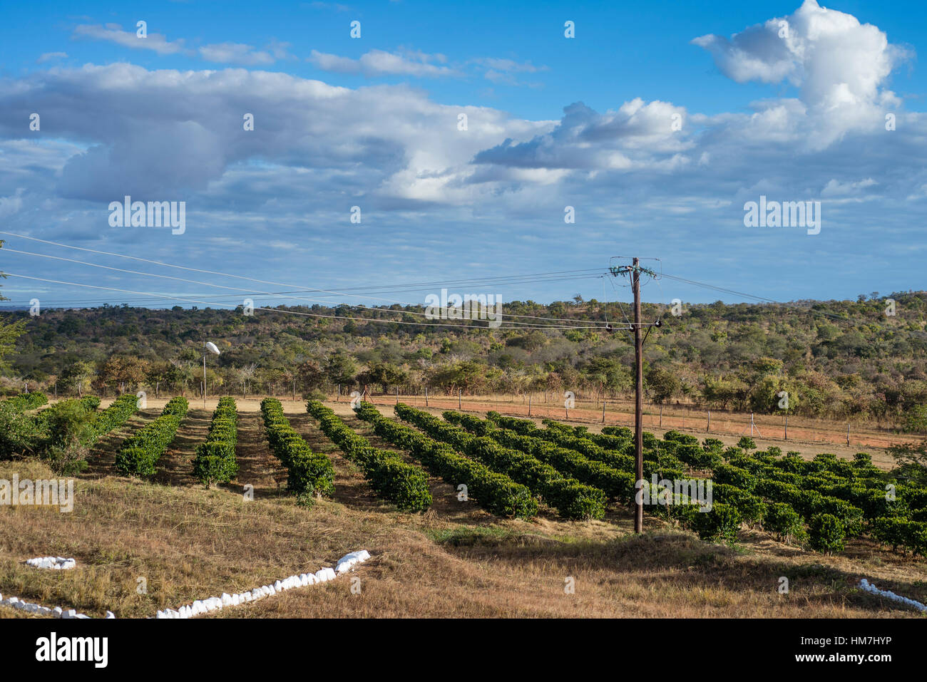 Zambian Farm High Resolution Stock Photography and Images - Alamy