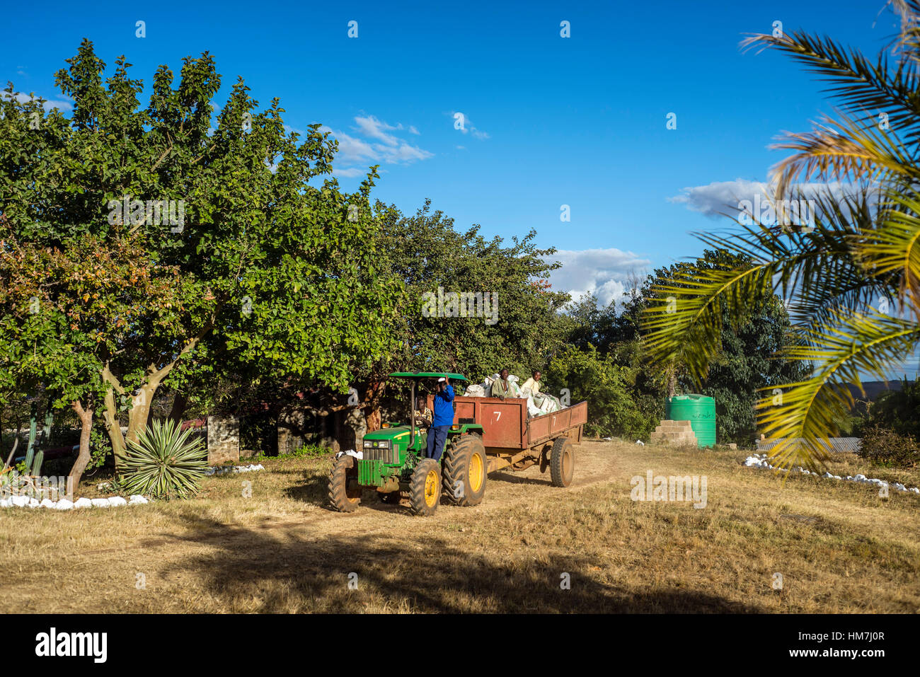A track driver comes for unloading bags with the daily harvest of ...