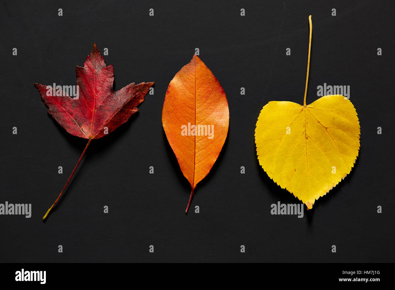 Three leaves in a row hi-res stock photography and images - Alamy