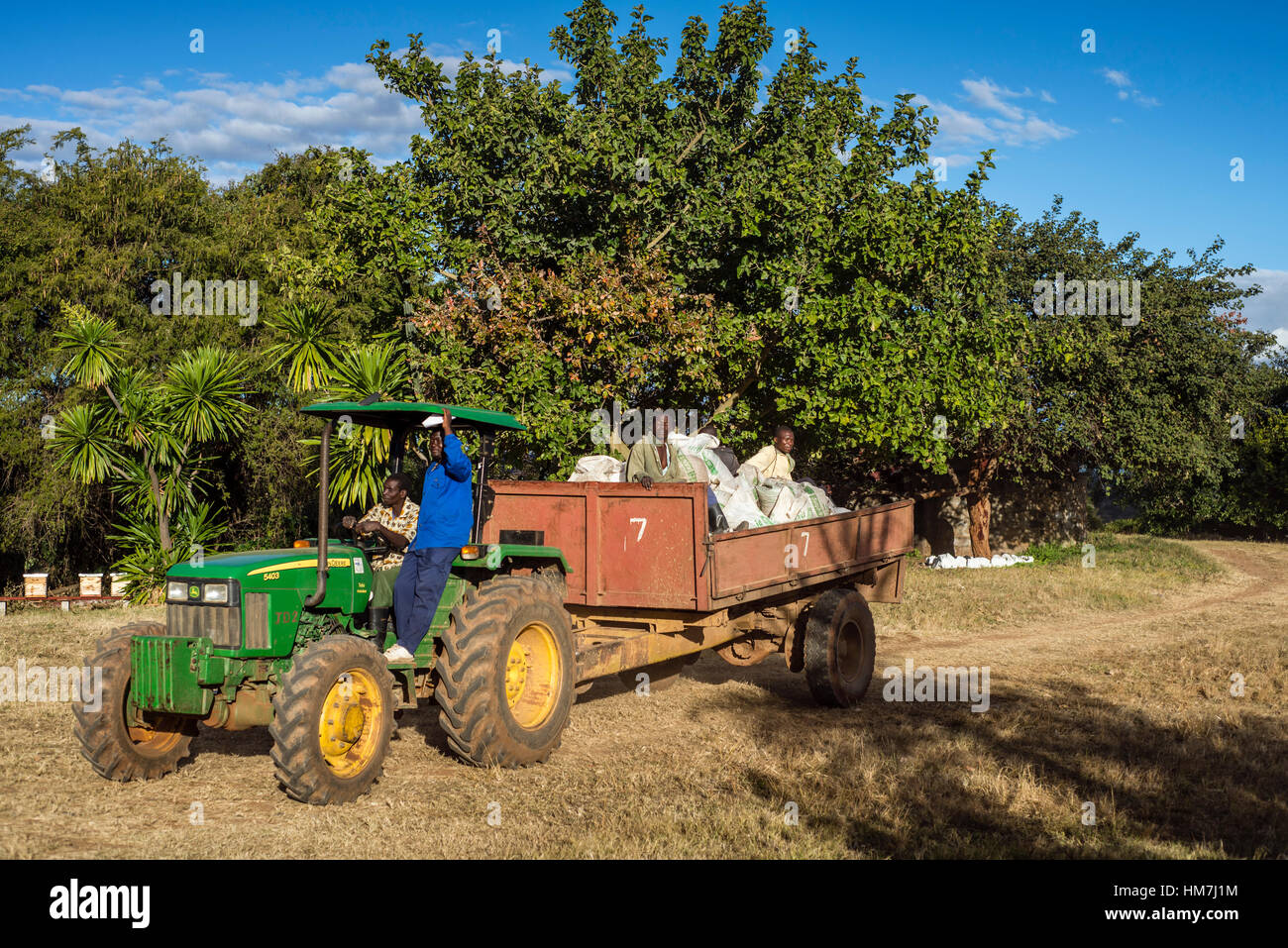 A track driver comes for unloading bags with the daily harvest of ...