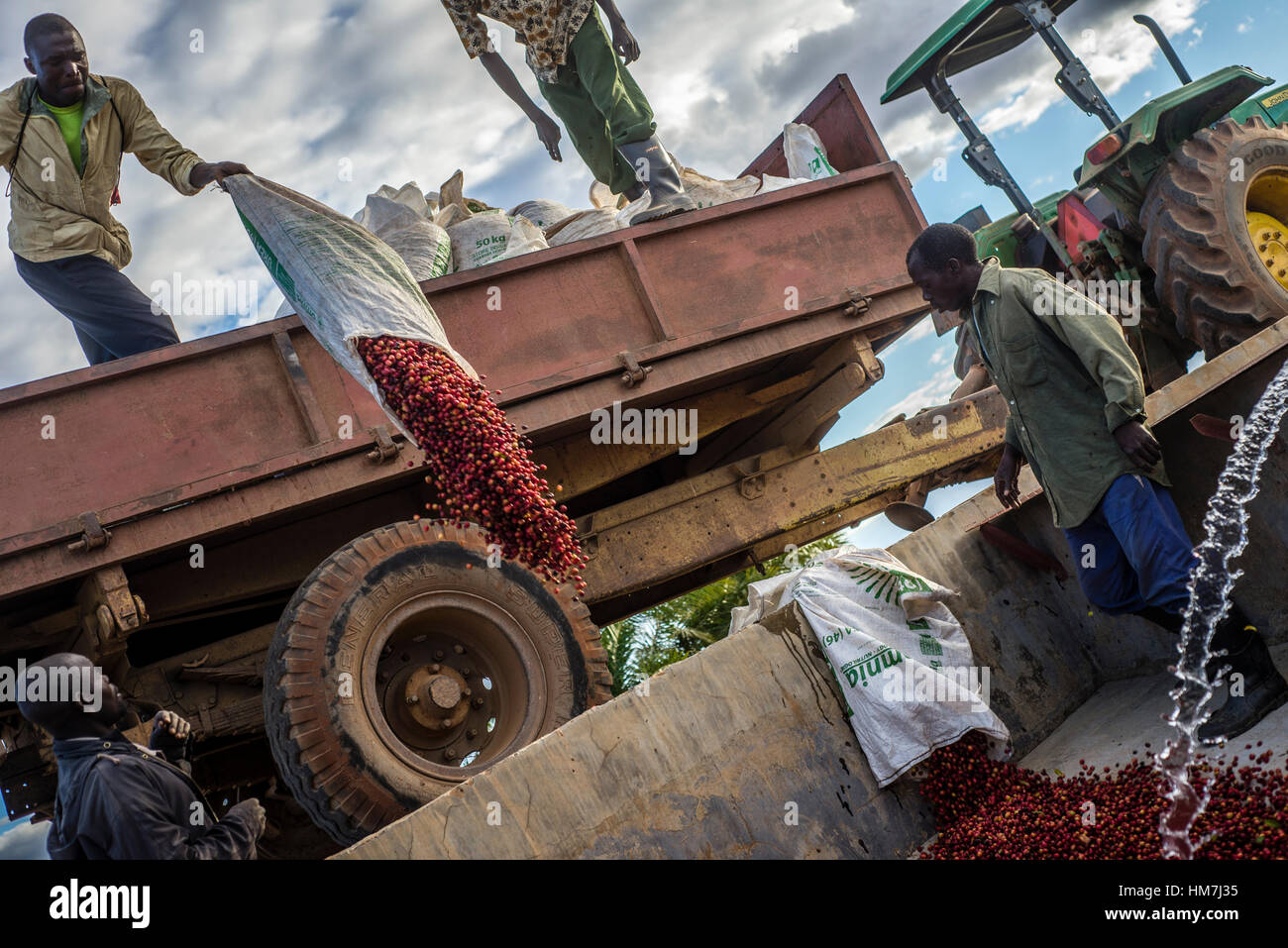 Harvest season of coffee farm in zambia hi-res stock photography and ...