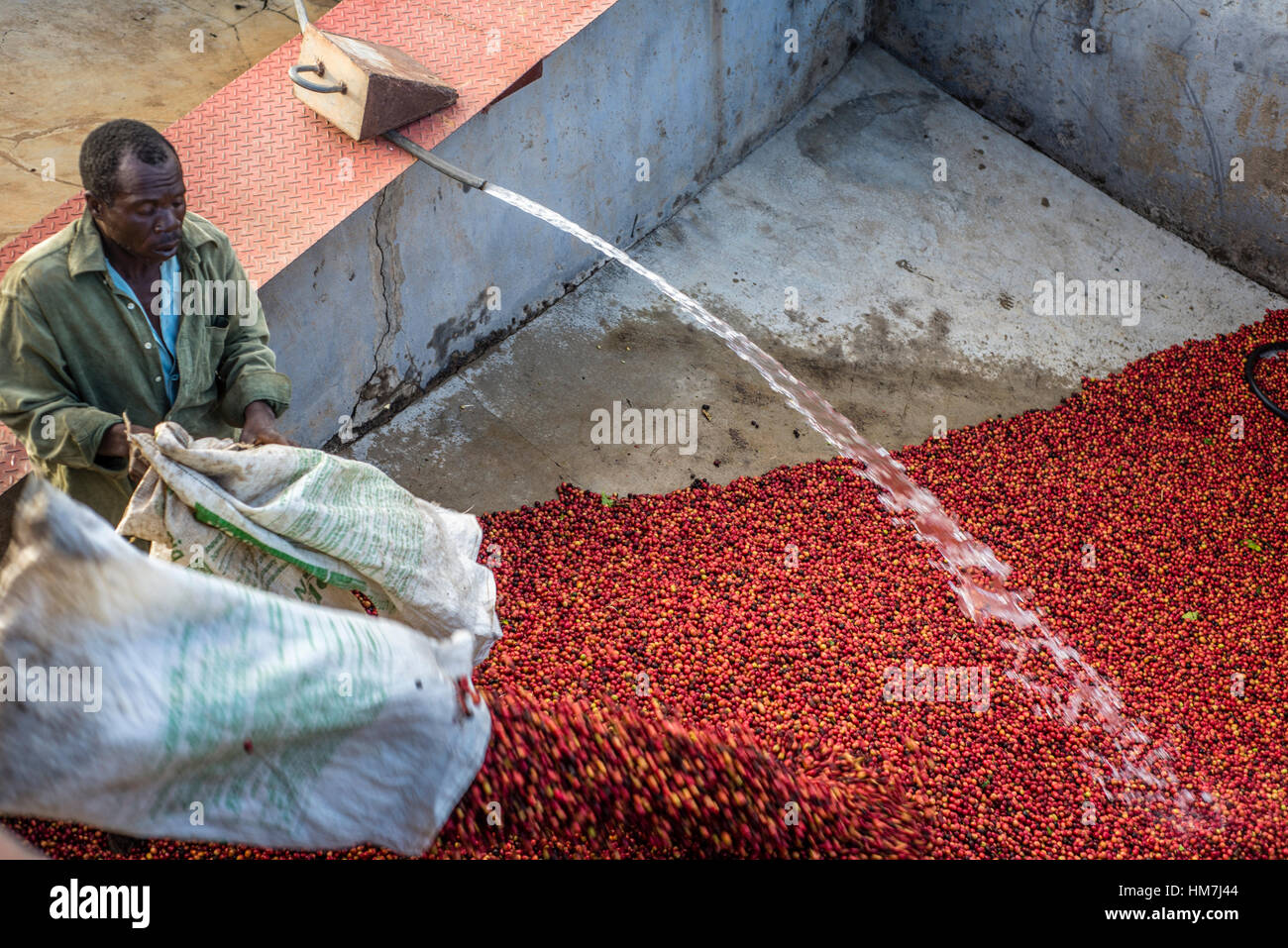 Workers of the Mubuyu Farm in Zambia unload bags with coffee cherries ...