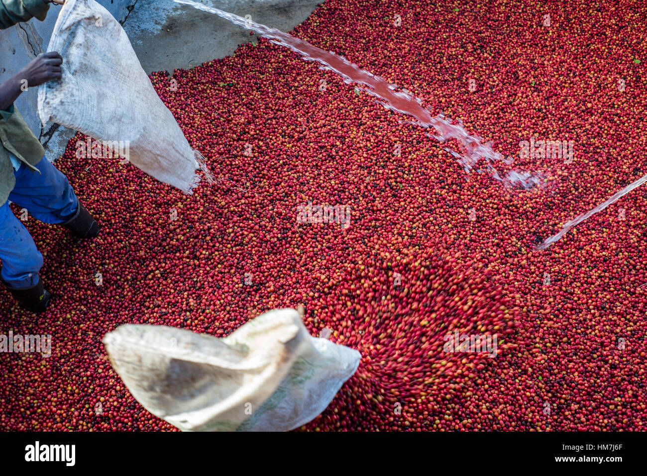 Workers of the Mubuyu Farm in Zambia unload bags with coffee cherries ...