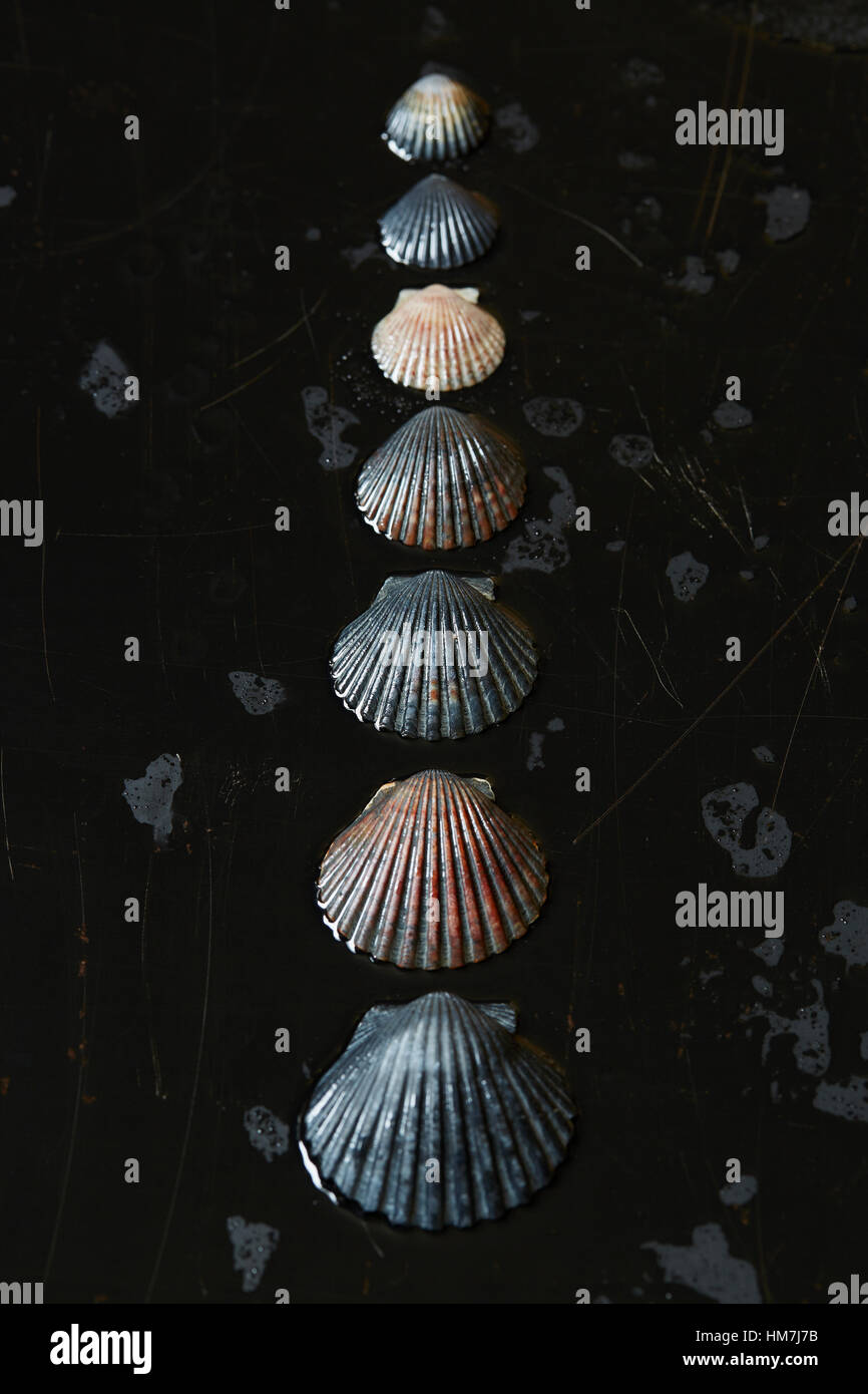 Seashells on dark surface Stock Photo - Alamy