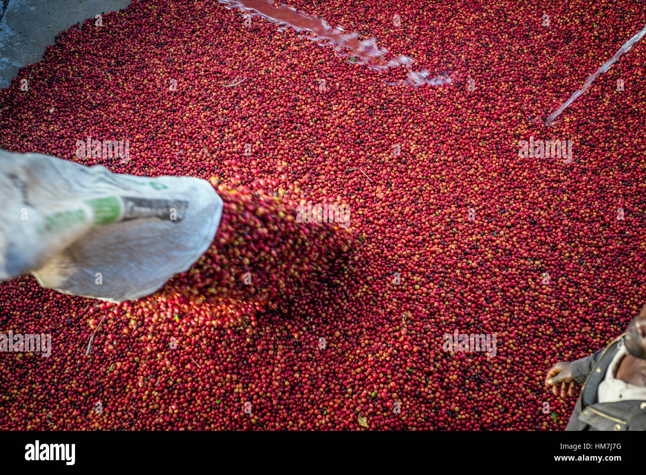 Workers of the Mubuyu Farm in Zambia unload bags with coffee cherries ...
