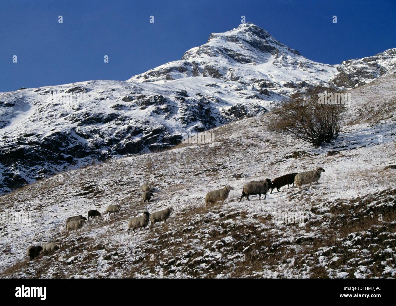 Flock of sheep on a land covered with snow, a mountain in the ...