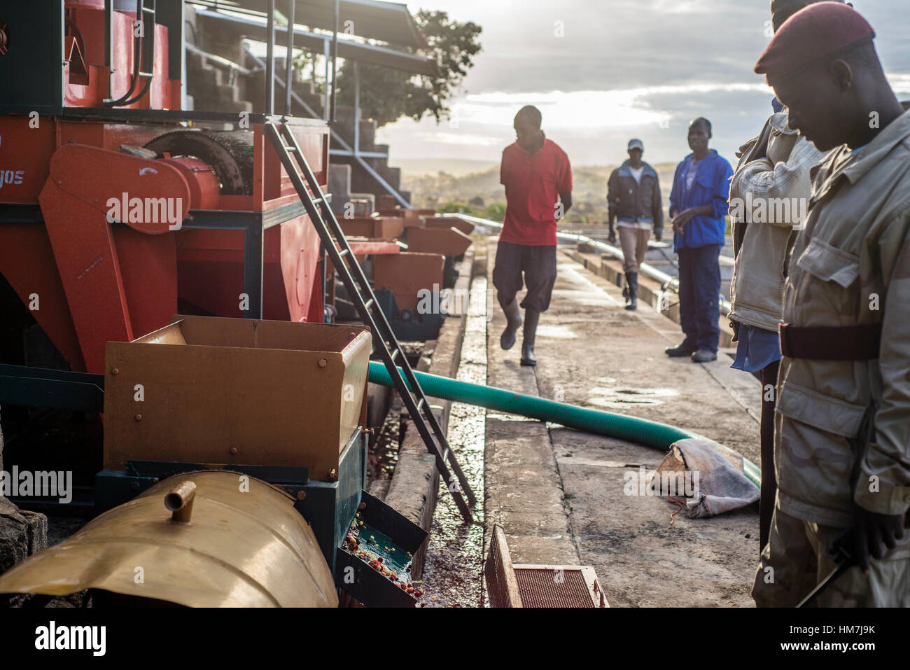Workers of the Mubuyu Farm, Zambia, use a coffee pulper to remove red ...