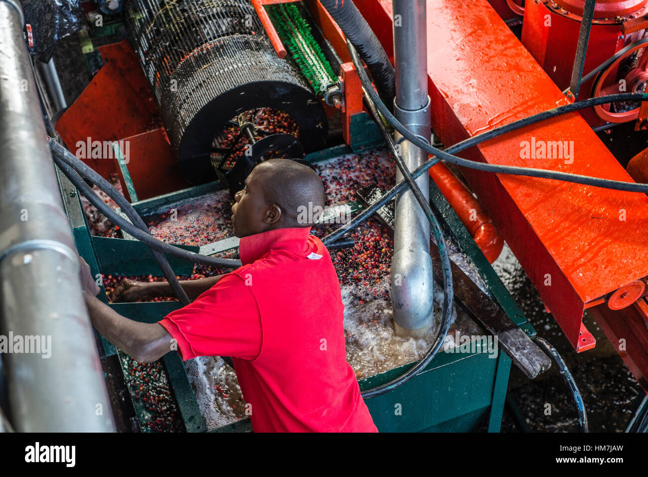 Workers of the Mubuyu Farm, Zambia, use a coffee pulper to remove red ...