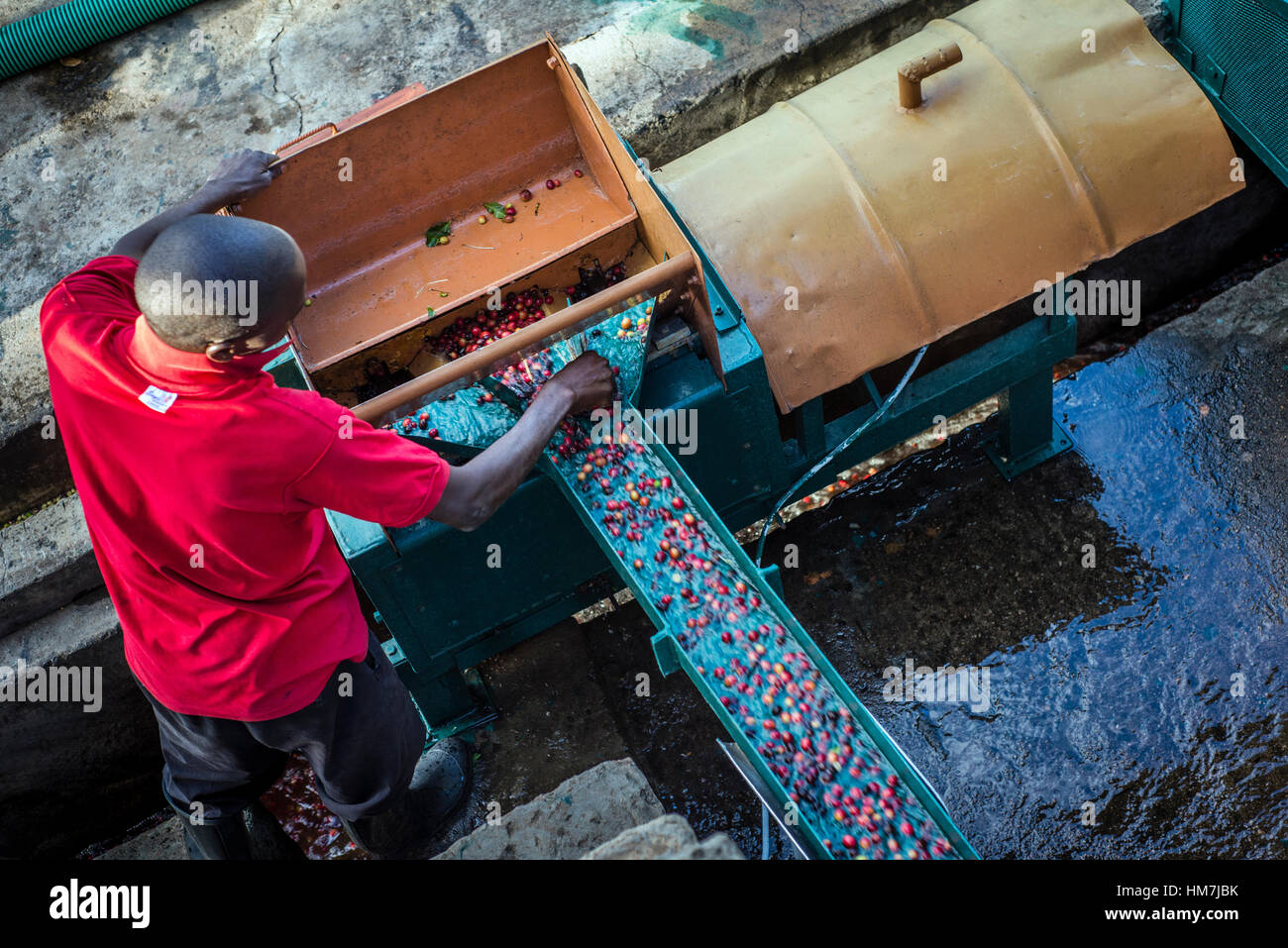 Coffee pulper machine beans hi-res stock photography and images - Alamy