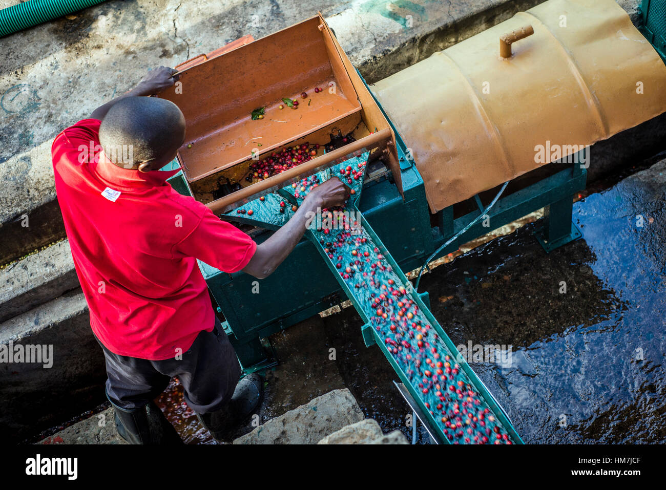 Workers of the Mubuyu Farm, Zambia, use a coffee pulper to remove red ...