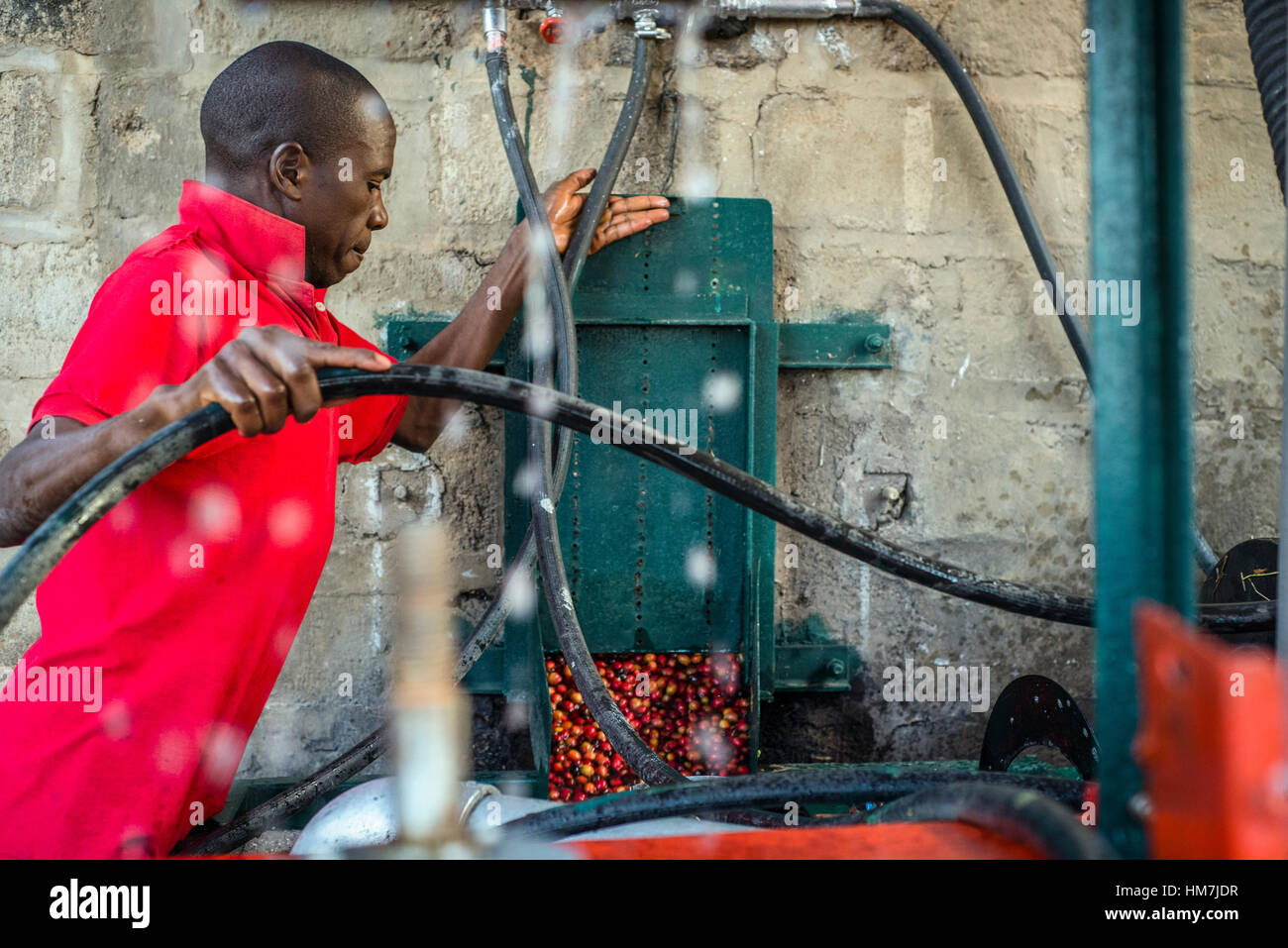 Workers of the Mubuyu Farm, Zambia, use a coffee pulper to remove red ...