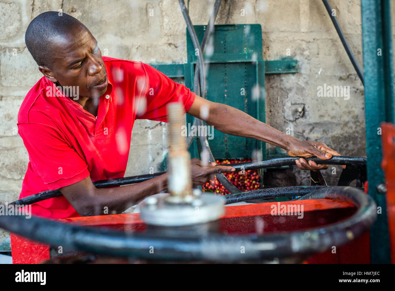 Workers of the Mubuyu Farm, Zambia, use a coffee pulper to remove red ...