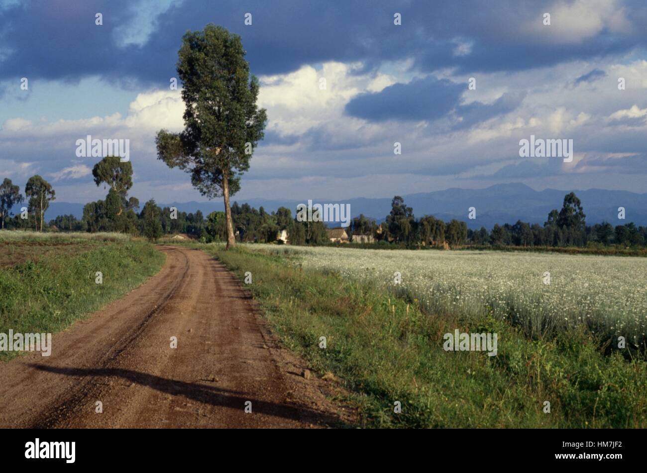 Agricultural landscape and a dirt road, Rwanda Stock Photo - Alamy