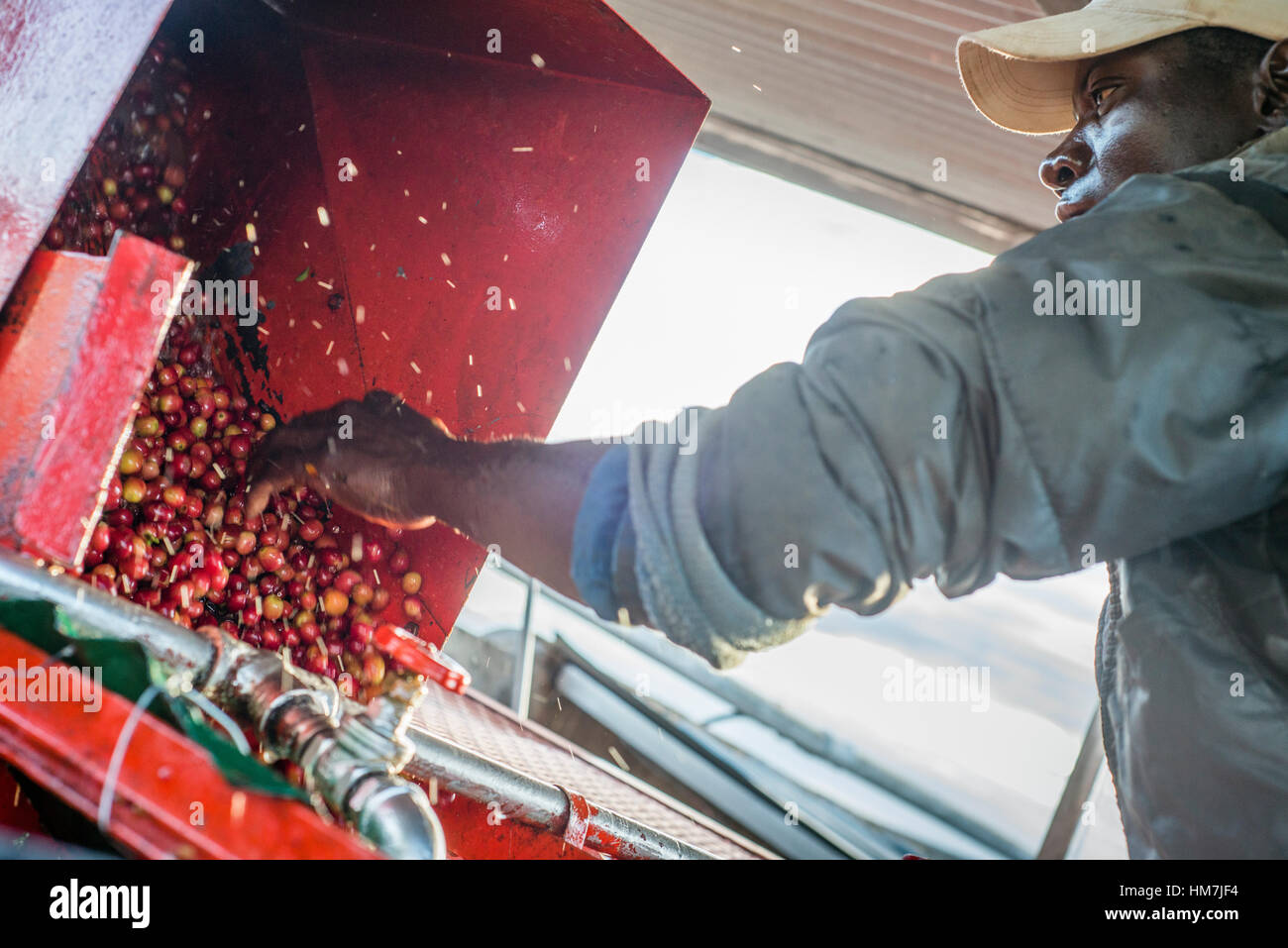 Workers of the Mubuyu Farm, Zambia, use a coffee pulper to remove red ...