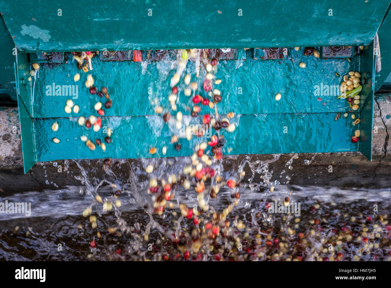 Coffee pulping machine hi-res stock photography and images - Alamy