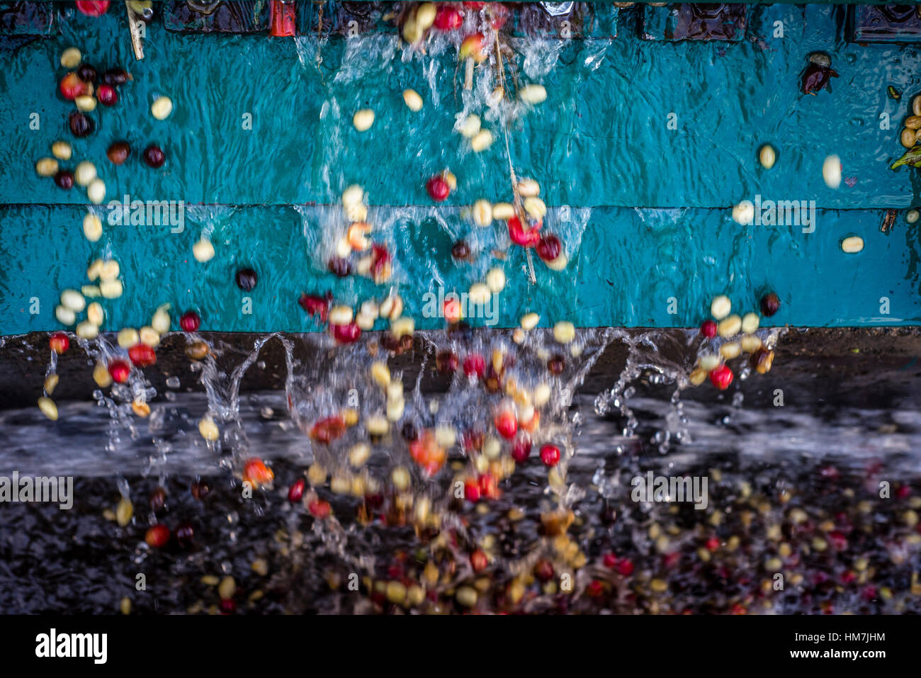 Coffee pulper removes red skin from coffee beans. The pulp is composted ...