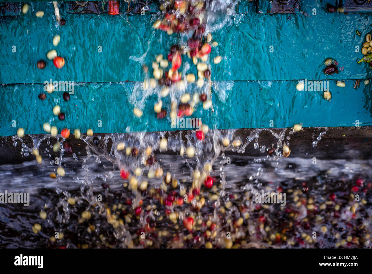 Coffee pulper removes red skin from coffee beans. The pulp is composted ...