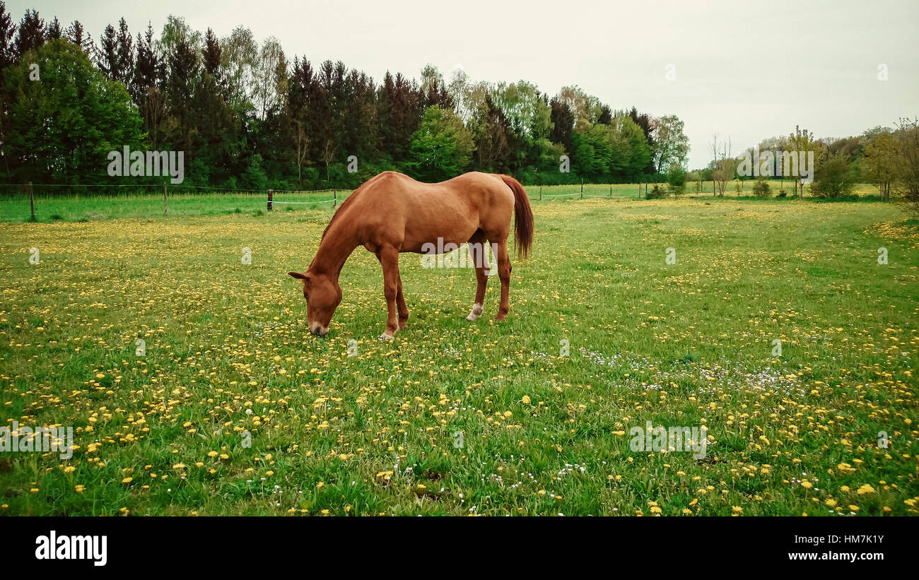Beautiful red horse hi-res stock photography and images - Alamy
