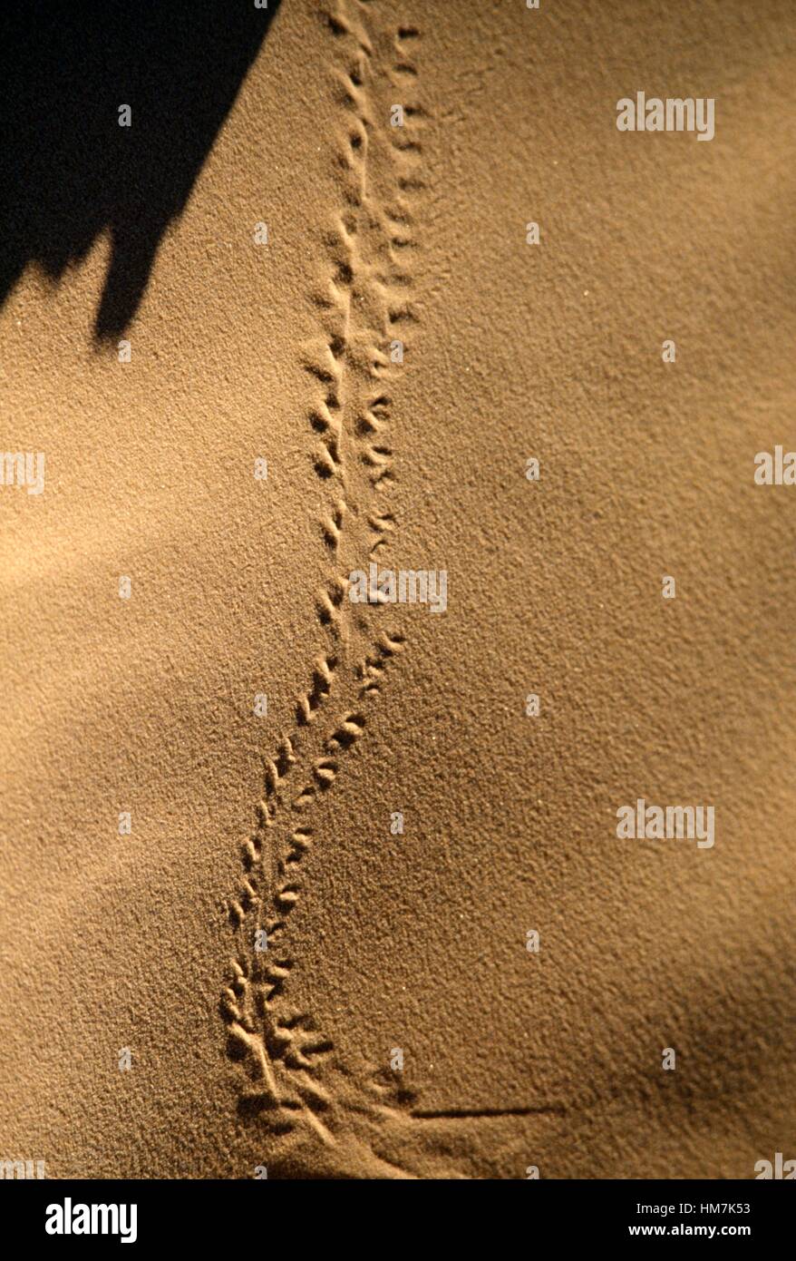 Beetle track in the sand hi-res stock photography and images - Alamy