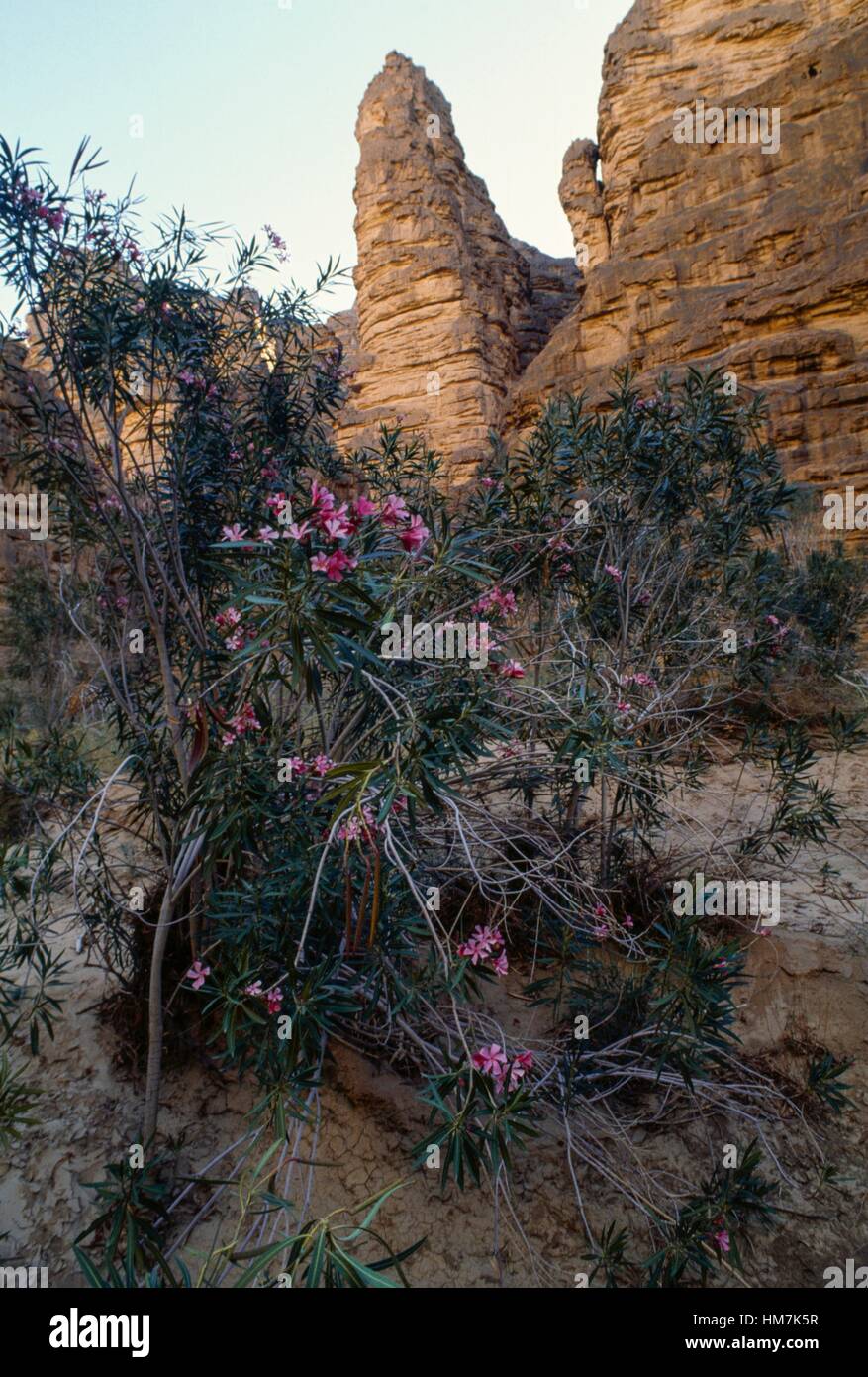 Nerium oleanders hi-res stock photography and images - Alamy
