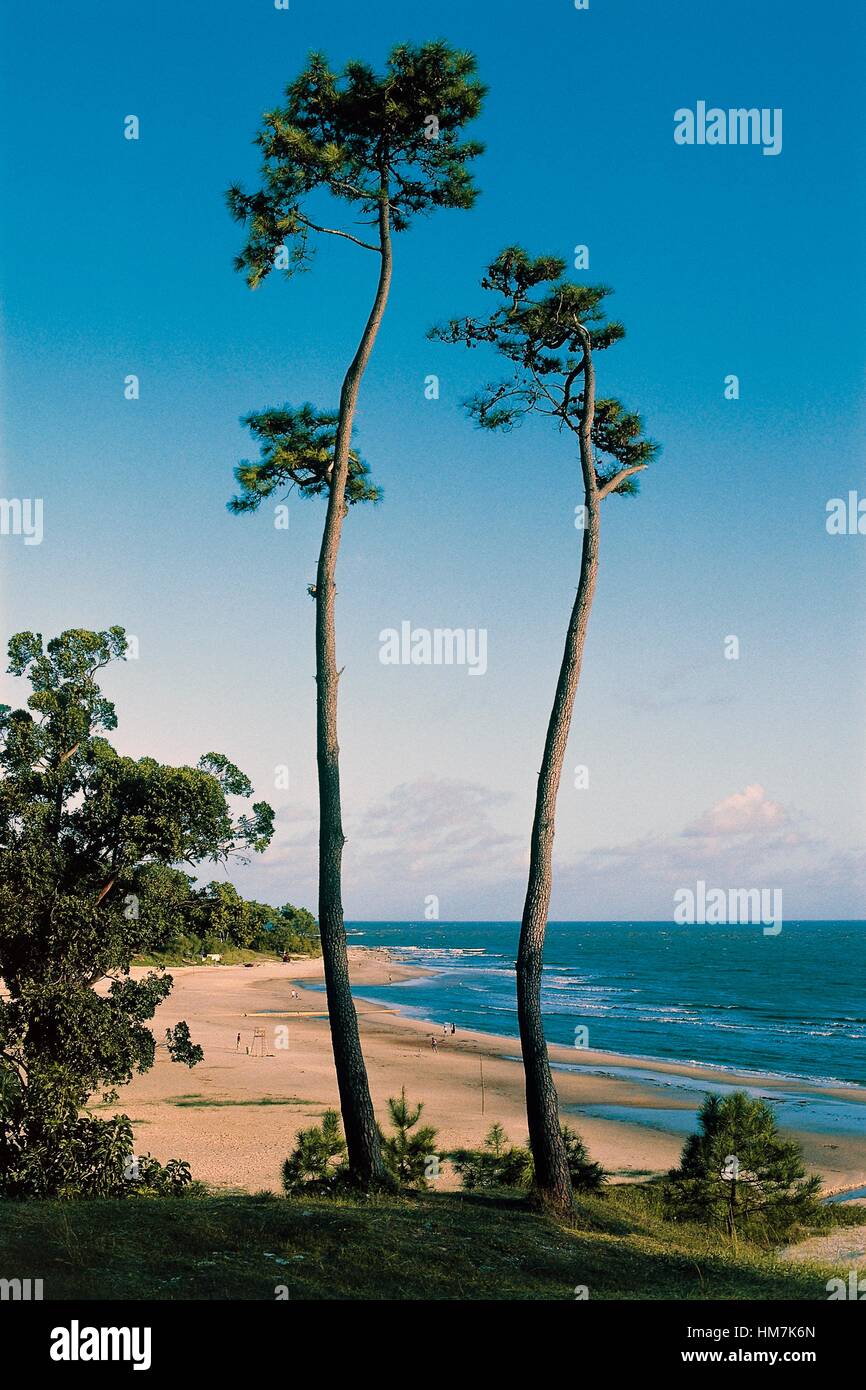 Pine trees on an atlantida beach hi-res stock photography and images ...