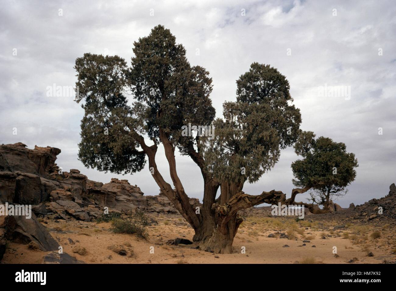 Tree, Sahara Desert, Algeria Stock Photo - Alamy