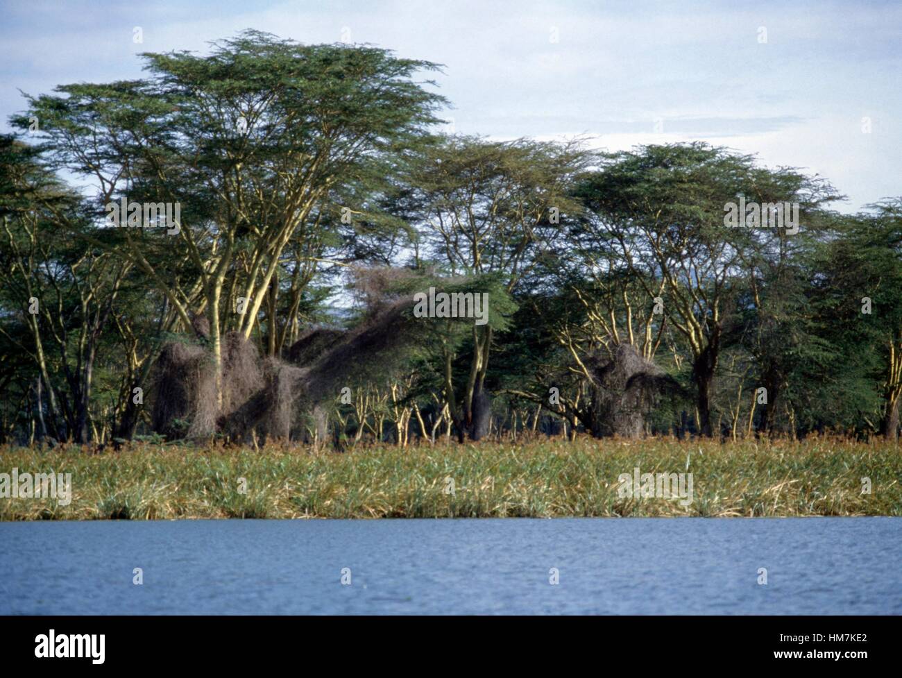 Fever trees (Vachellia xanthophloea), Fabaceae, Lake Naivasha, Kenya ...