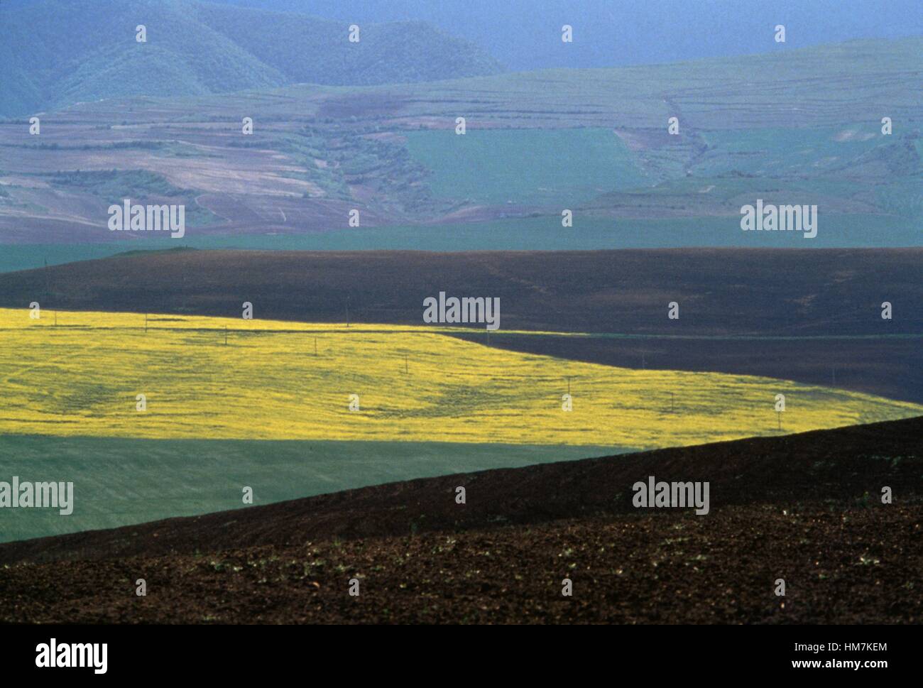 Agricultural crops, Dagestan landscape Stock Photo - Alamy