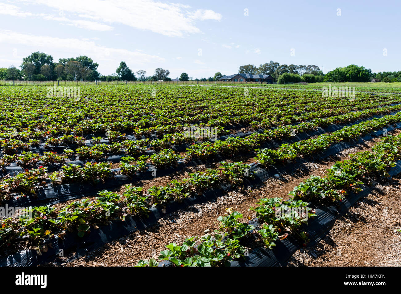 Irrigated strawberries hi-res stock photography and images - Alamy