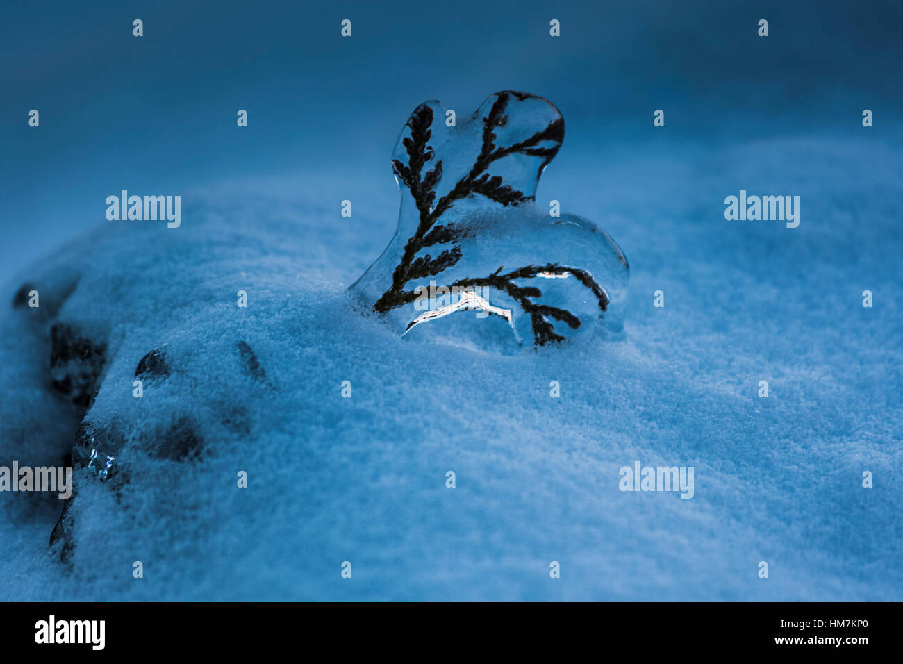Plant encased in ice during harsh snow storm Stock Photo - Alamy