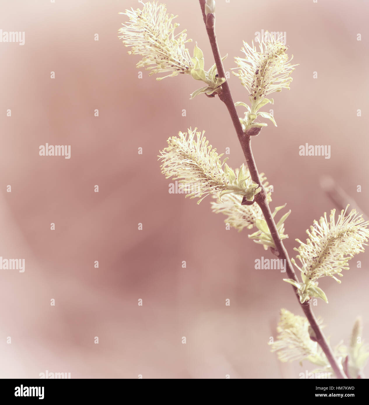 Blooming willow branch Stock Photo - Alamy