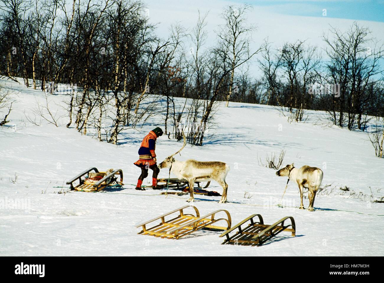 Reindeer herder with sledge near Kautokeino, Finnmark county, Lapland ...