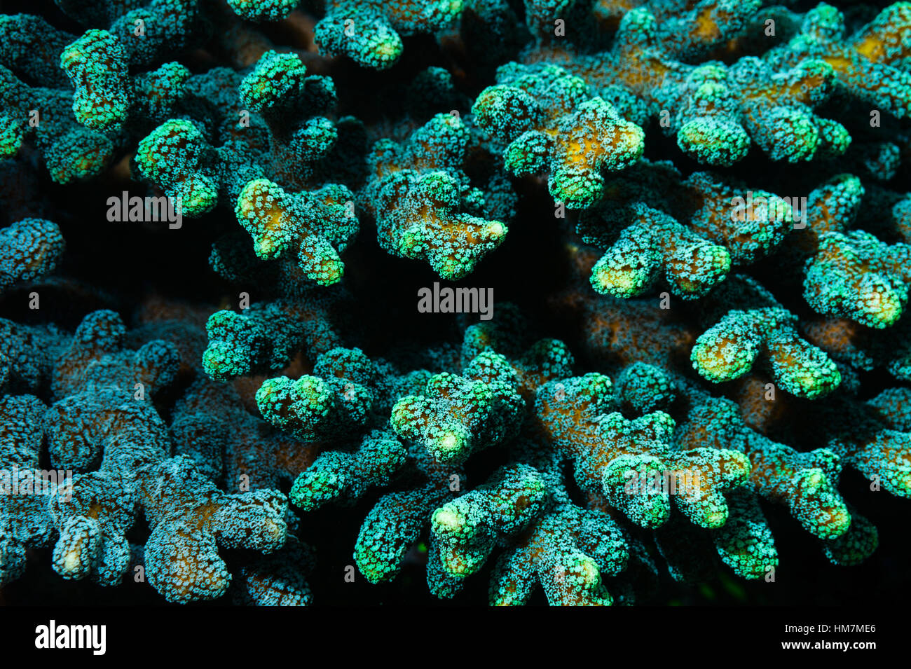 The rounded fingers of a neon green and blue hard coral on a reef Stock ...
