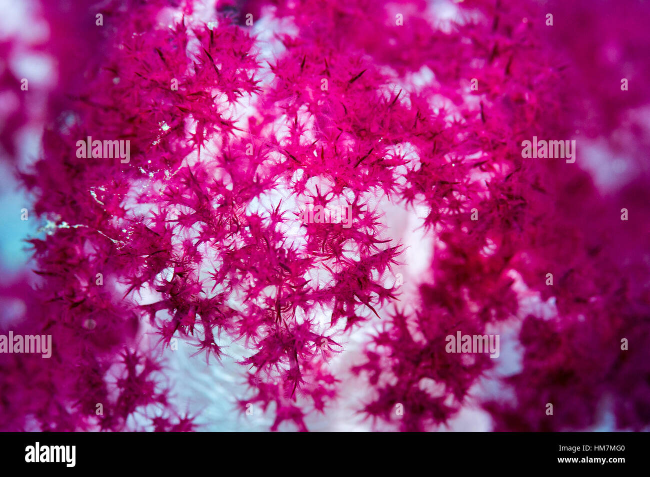 The sclerites in this soft coral are visible in the translucent tissue ...