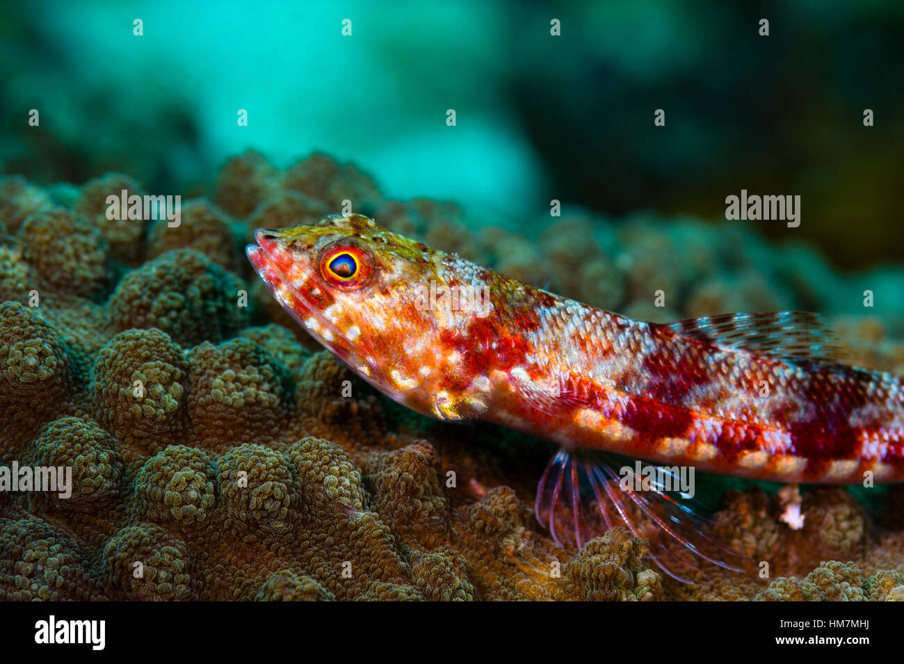 A predatory Variegated Lizardfish resting on the surface of a hard ...